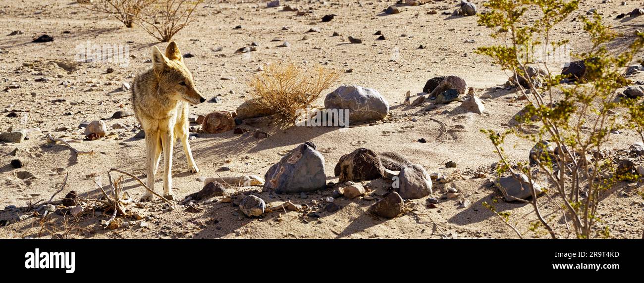 Coyote standing in desert, Death Valley National Park, California, USA ...