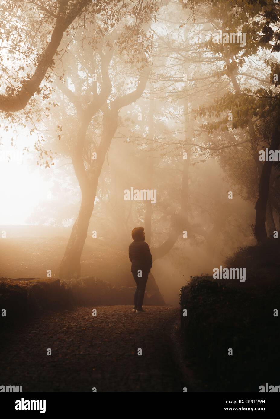 A person is walking in a foggy forest with sun rays shining through ...