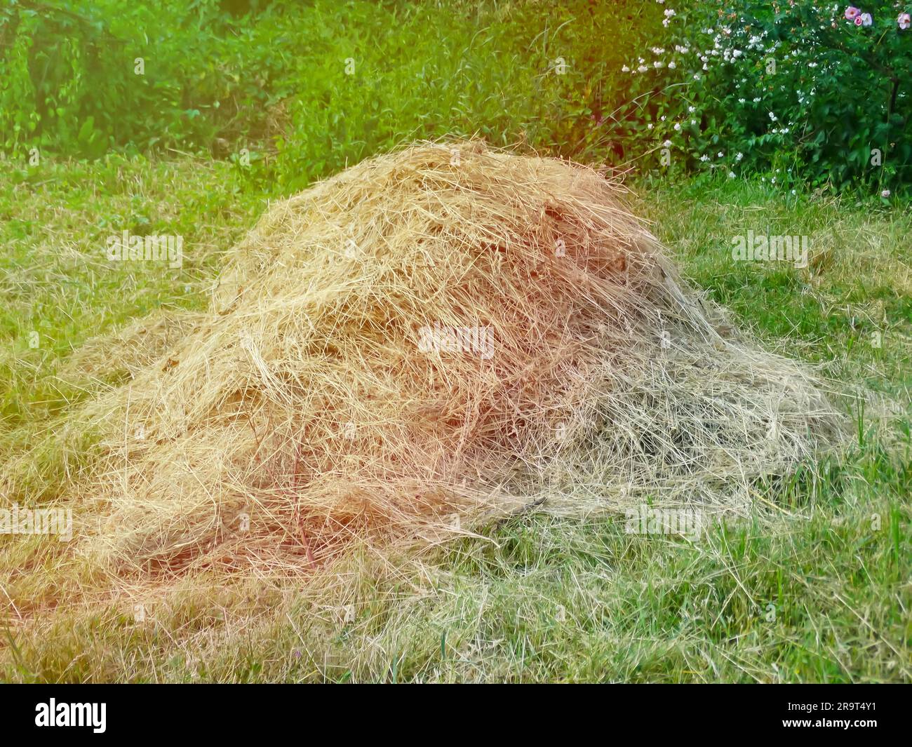 Hay haystack. Mown, withered grass. Background of dried hay harvested ...