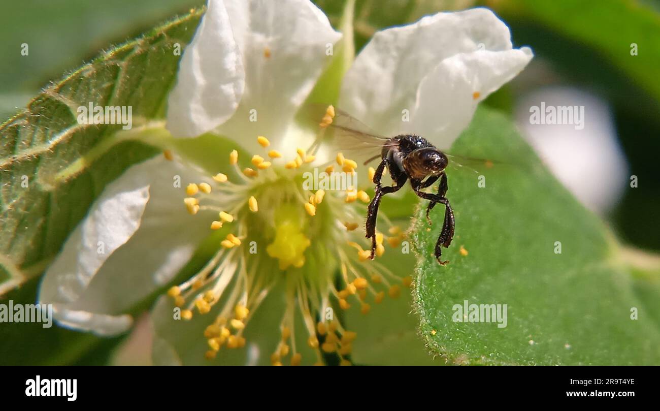 A high-resolution close-up image of a small insect perched atop a blade ...