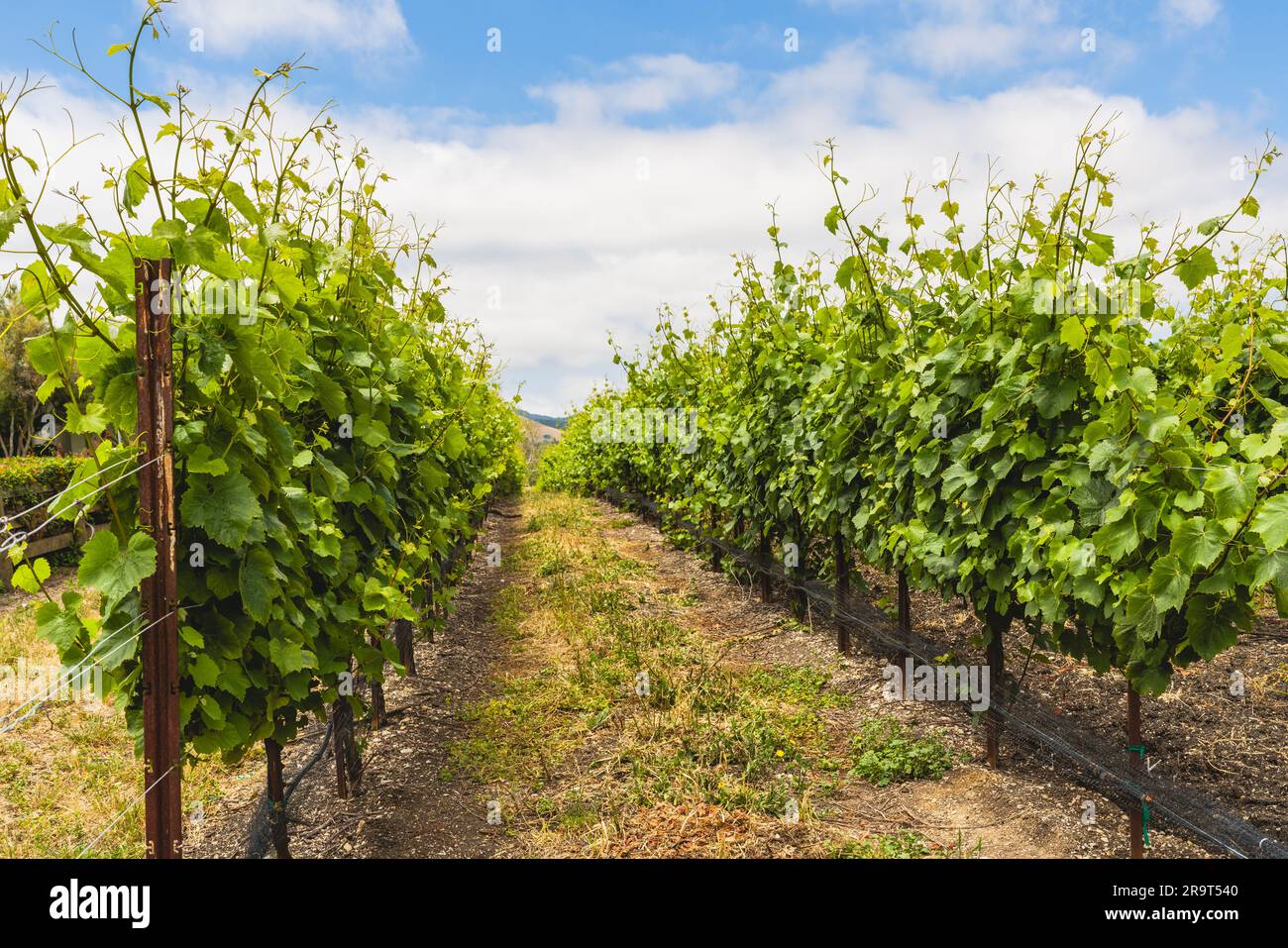 California vineyards. Vineyard landscape Edna valley, mountains and ...