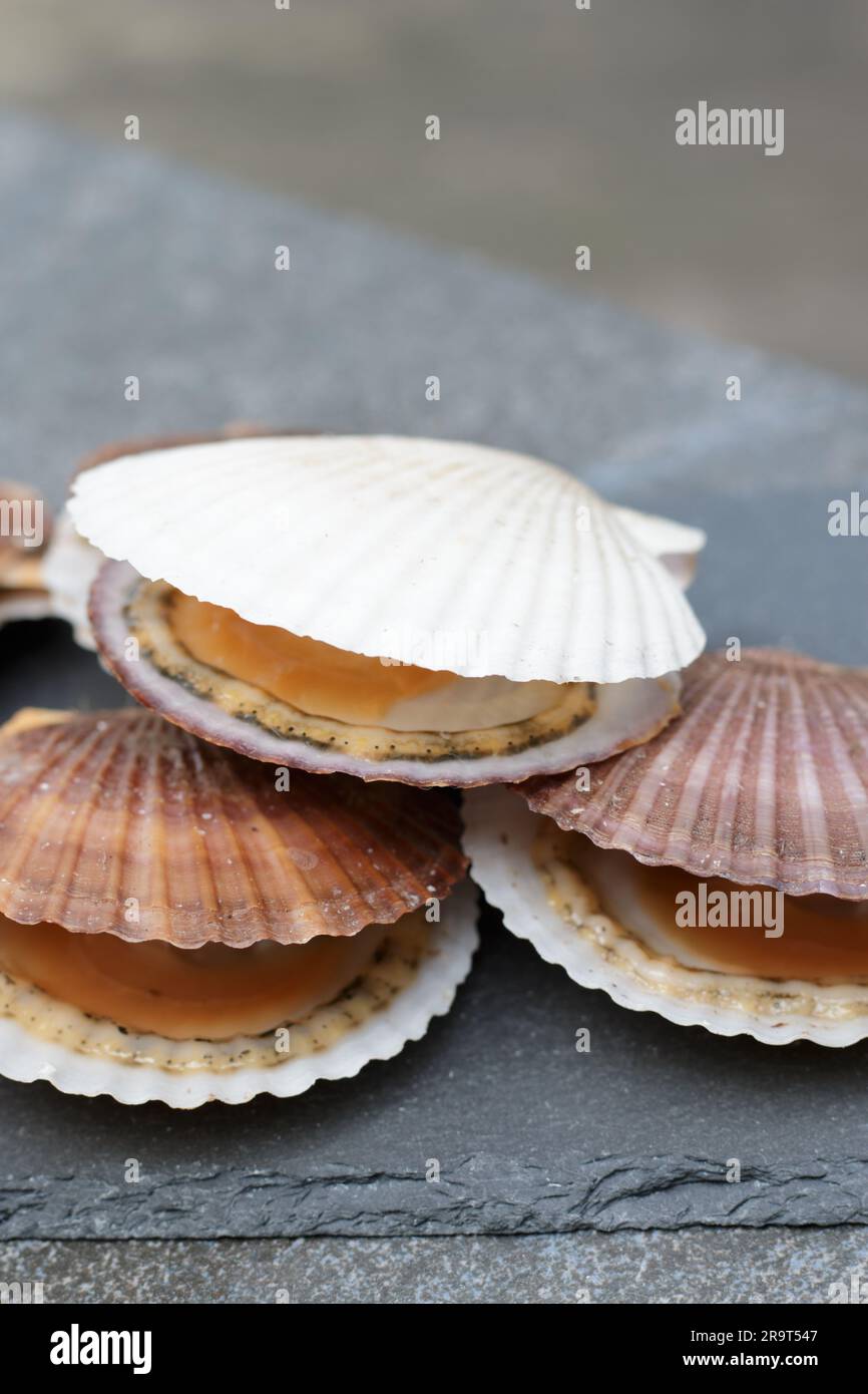 Scallops in shells on grey stone background Stock Photo - Alamy
