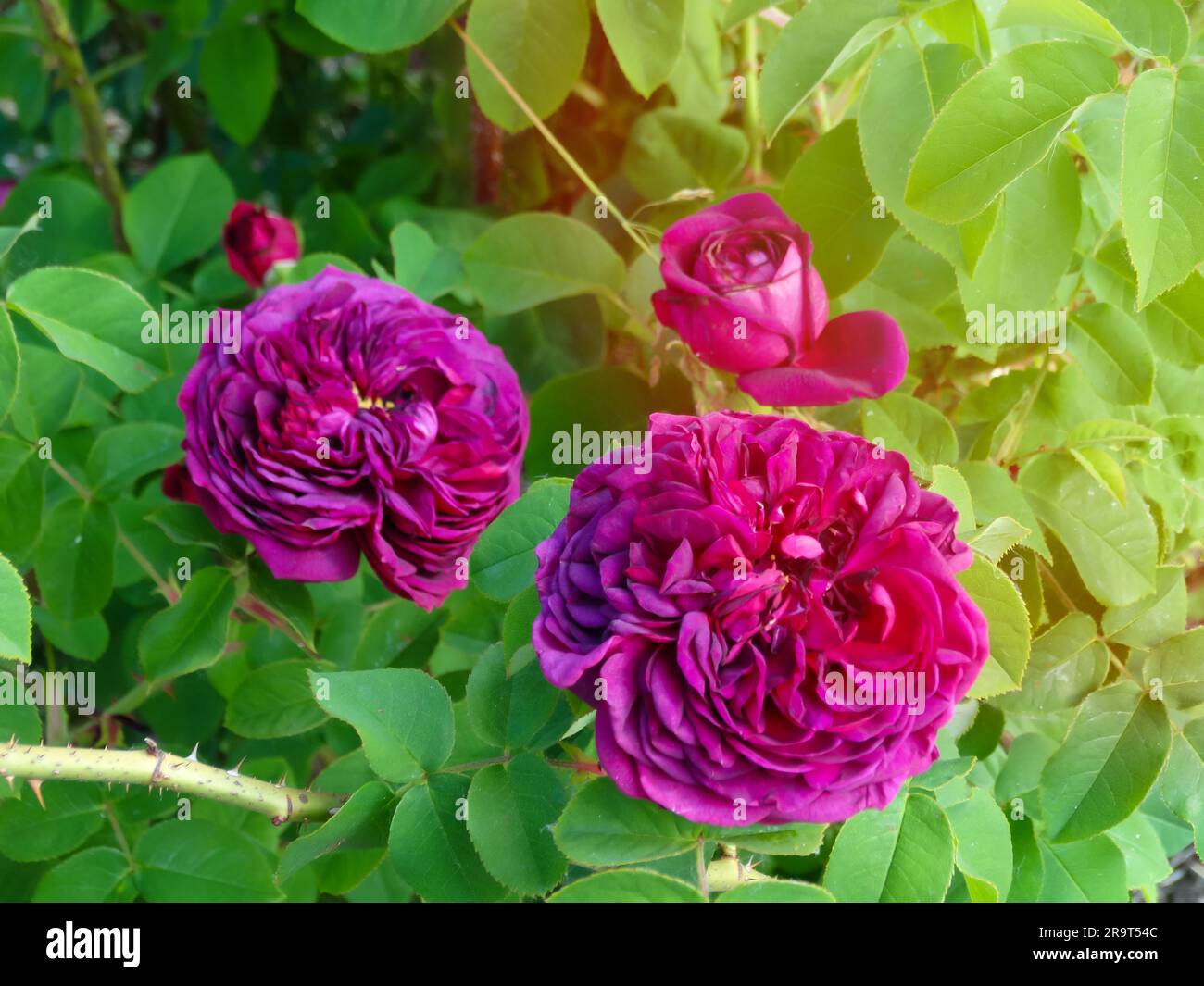 Closeup of morning dew covered flower of Rose 'Munstead Wood ...