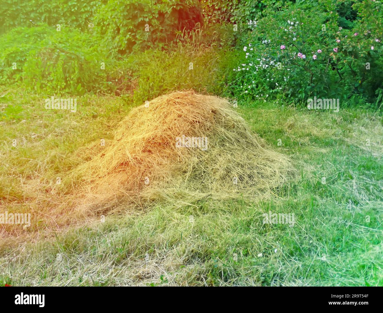 Hay haystack. Mown, withered grass. Background of dried hay harvested ...