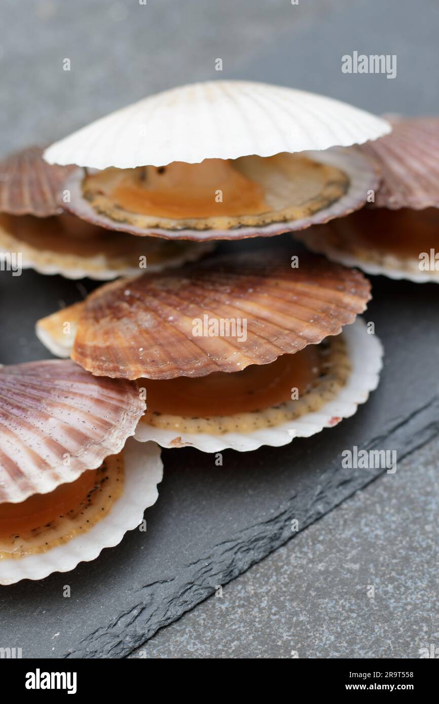 Open scallop shells side view Stock Photo - Alamy