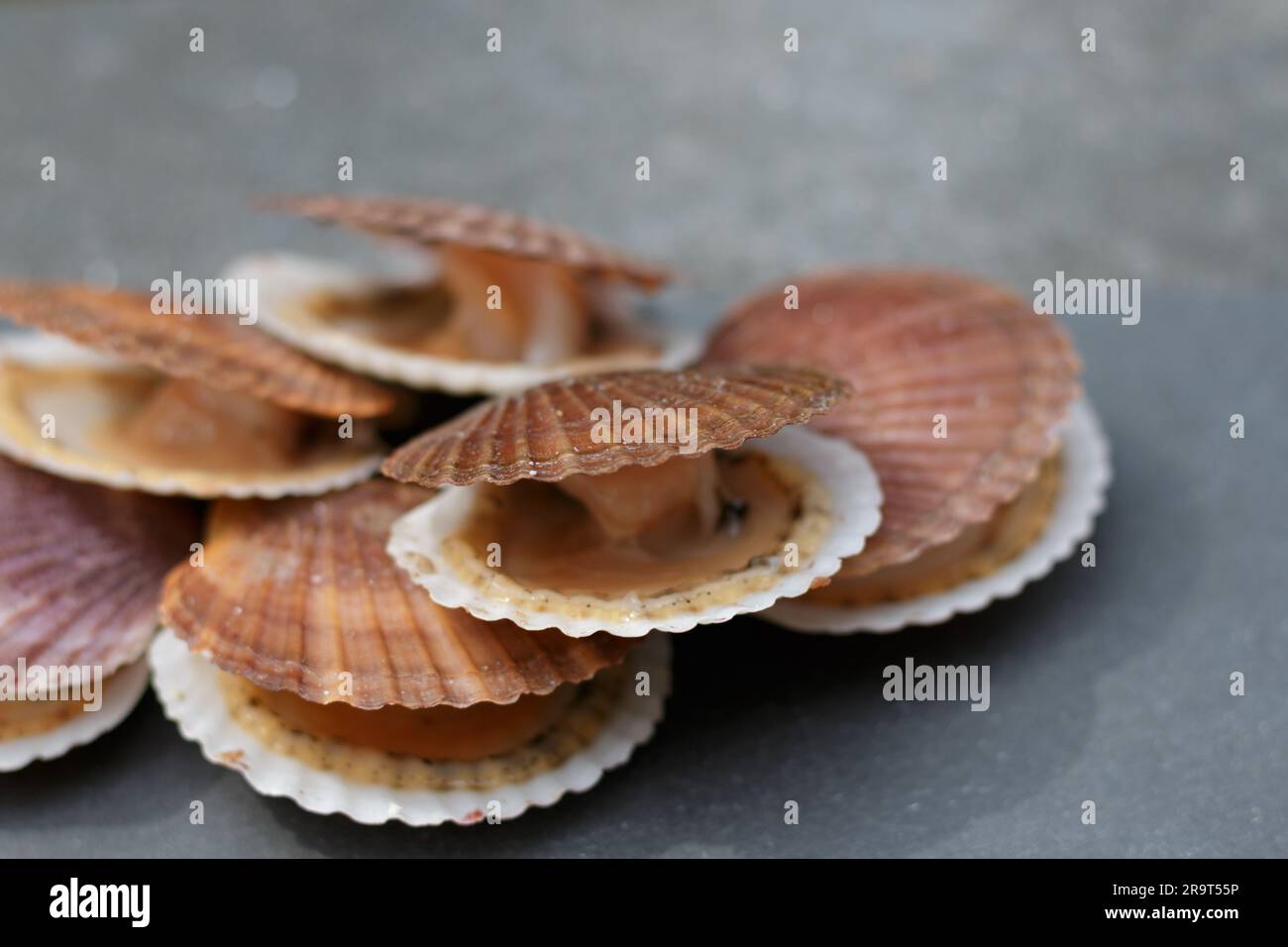 Open scallops in shells on grey stone background Stock Photo - Alamy