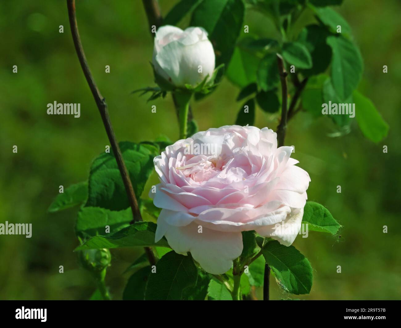 Beautiful white english roses flowers in their natural Environment in ...