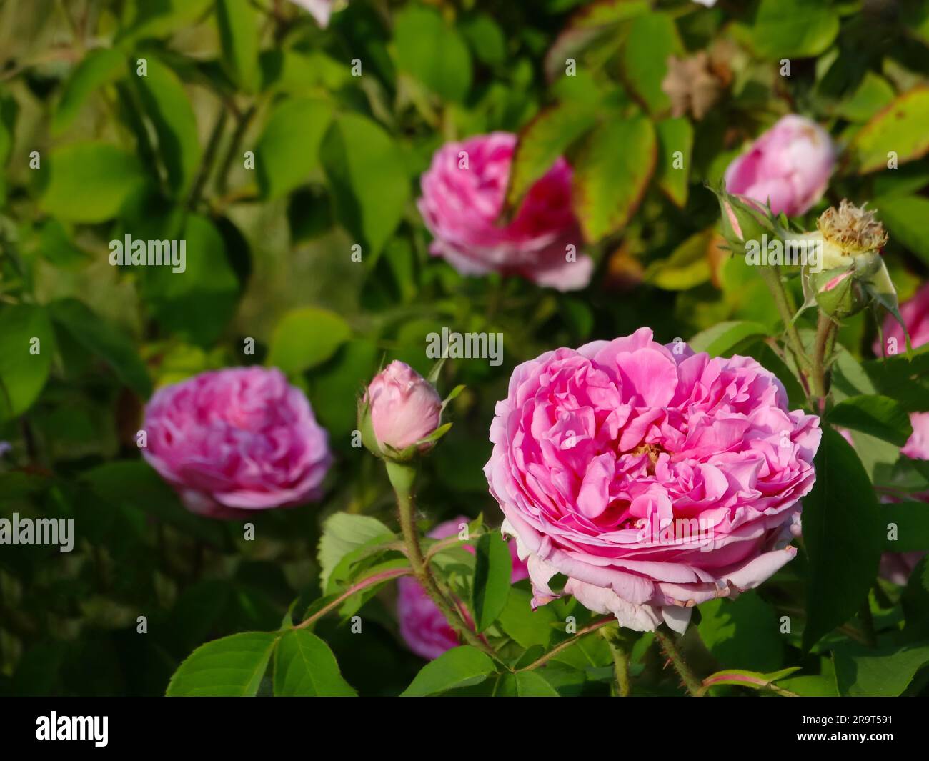 the Rose Madame Boll in summer garden. Madame legras rose. Rose de ...