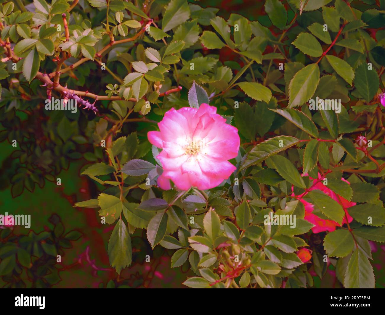 Rose hip flower - photo. Pink color. Garden, outdoor. Pink rose hip ...