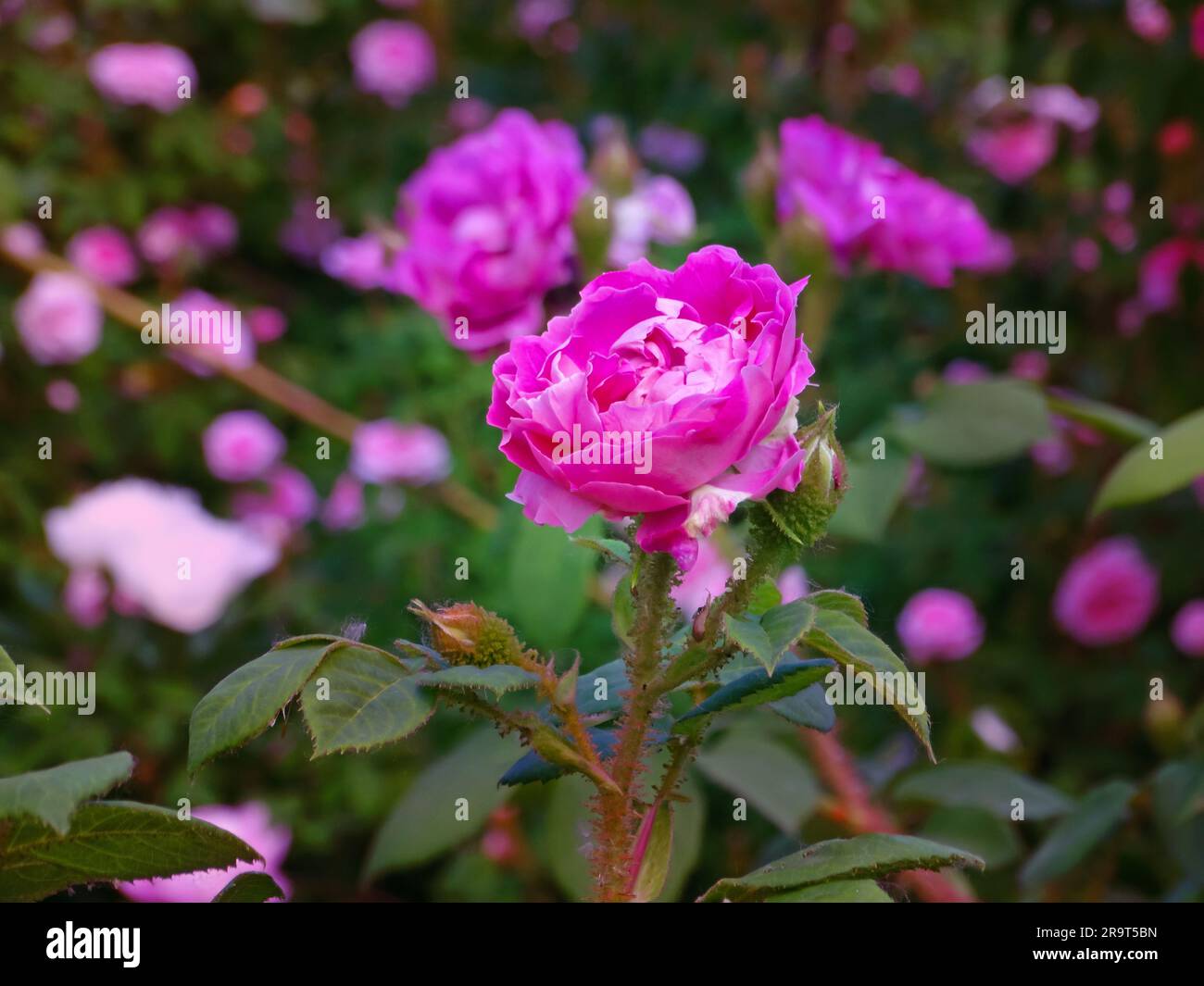 Beautiful pink rose in the garden. Rose bush. Close-up image Stock ...
