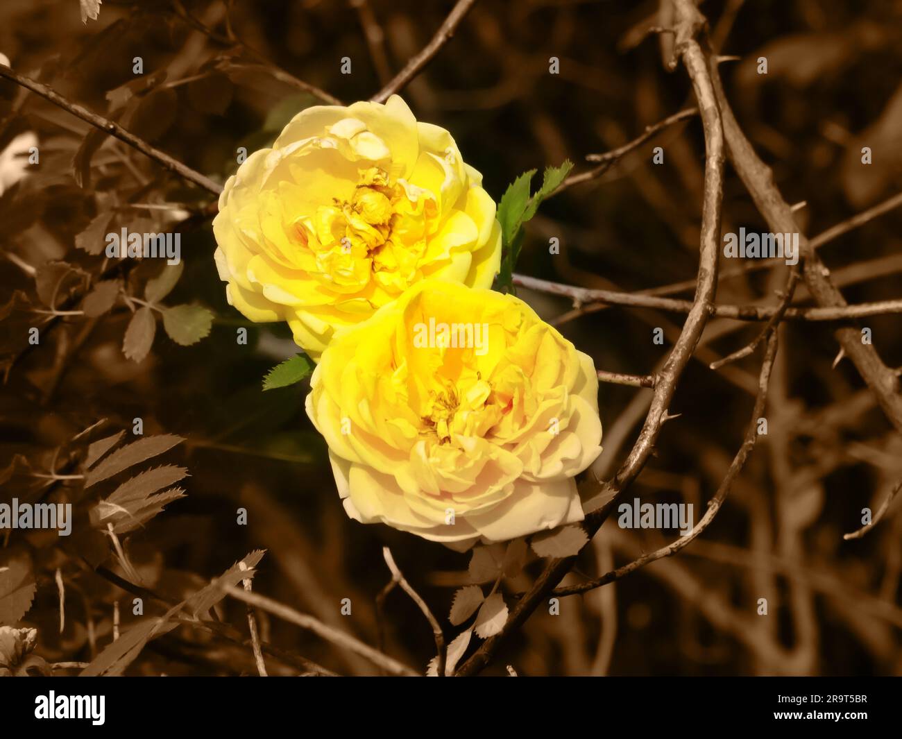 Open, incredibly beautiful yellow rose in the garden. Rose bush Stock ...