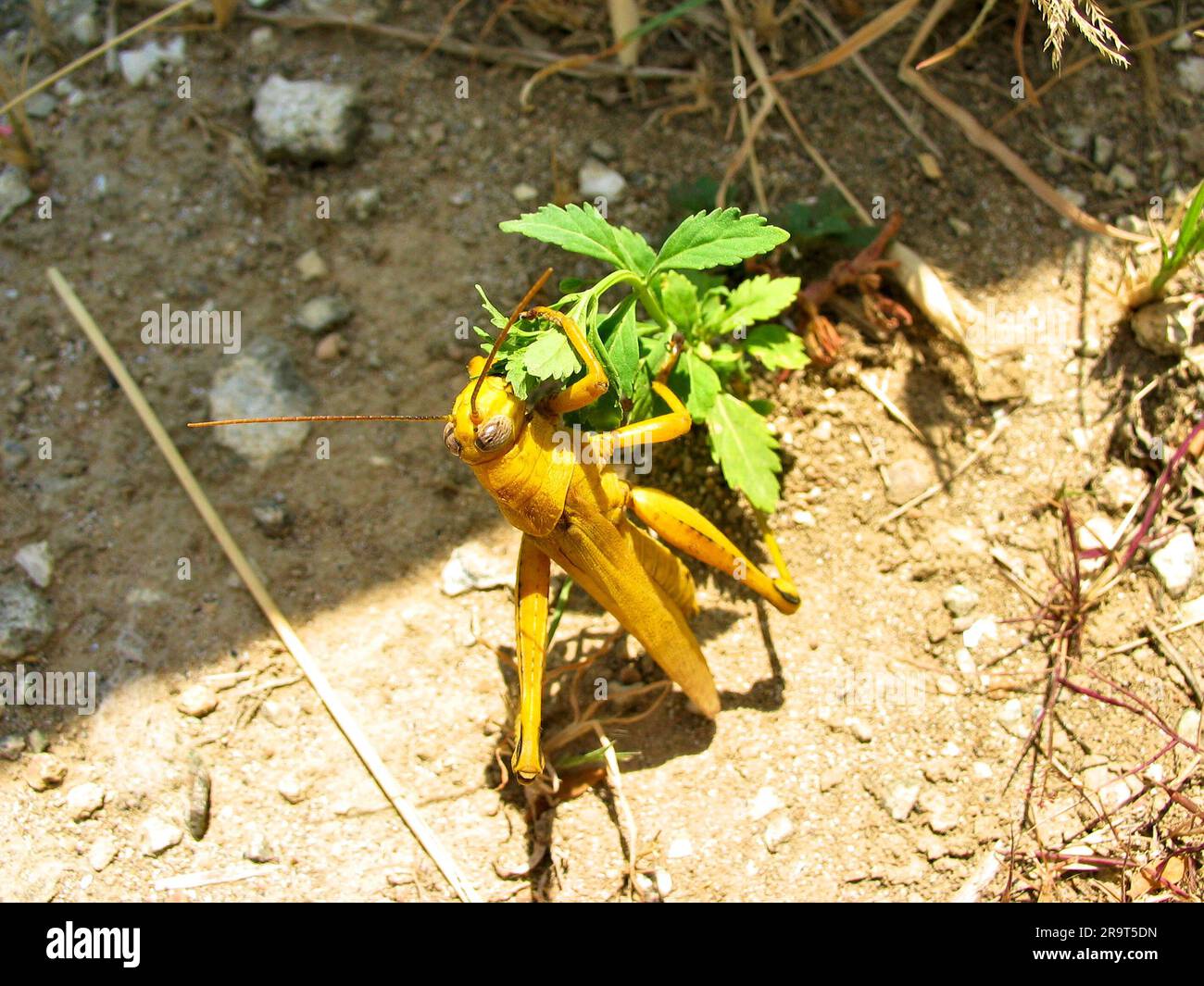 Giant Australian plague locust (Chortoicetes terminifera) devouring a ...