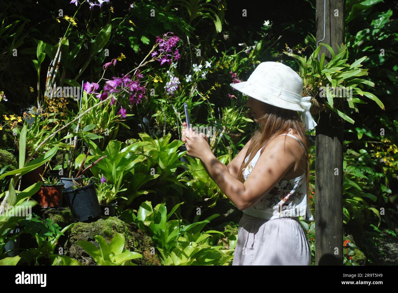 Taking photographs of orchids at the Garden of the Sleeping Giant, Nadi ...