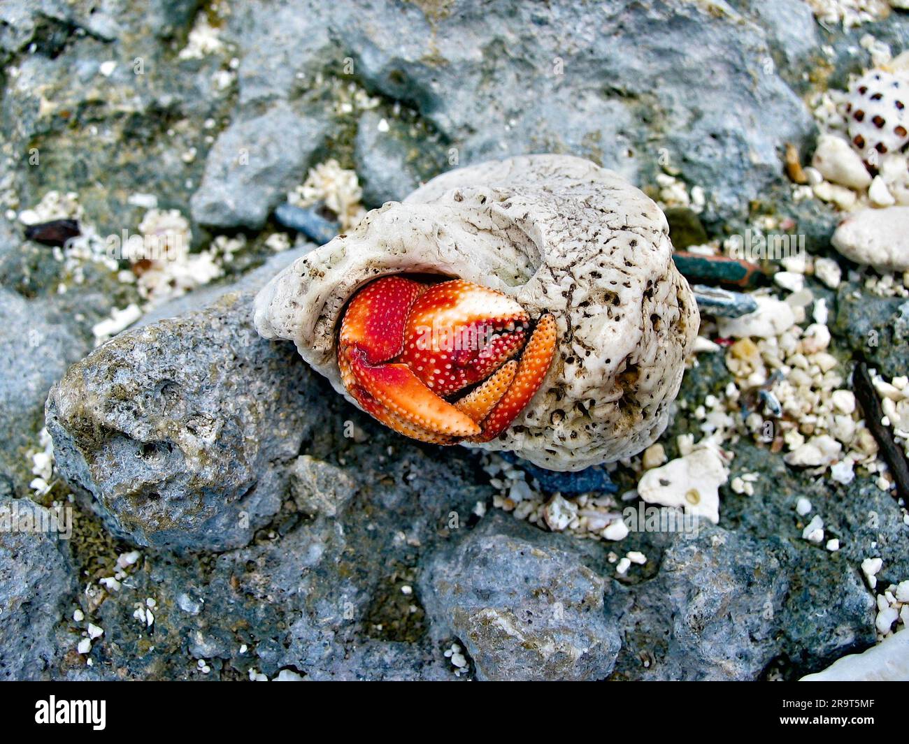Hermit crab (Paguroidea) hiding in a shell, Cocos Keeling Islands ...
