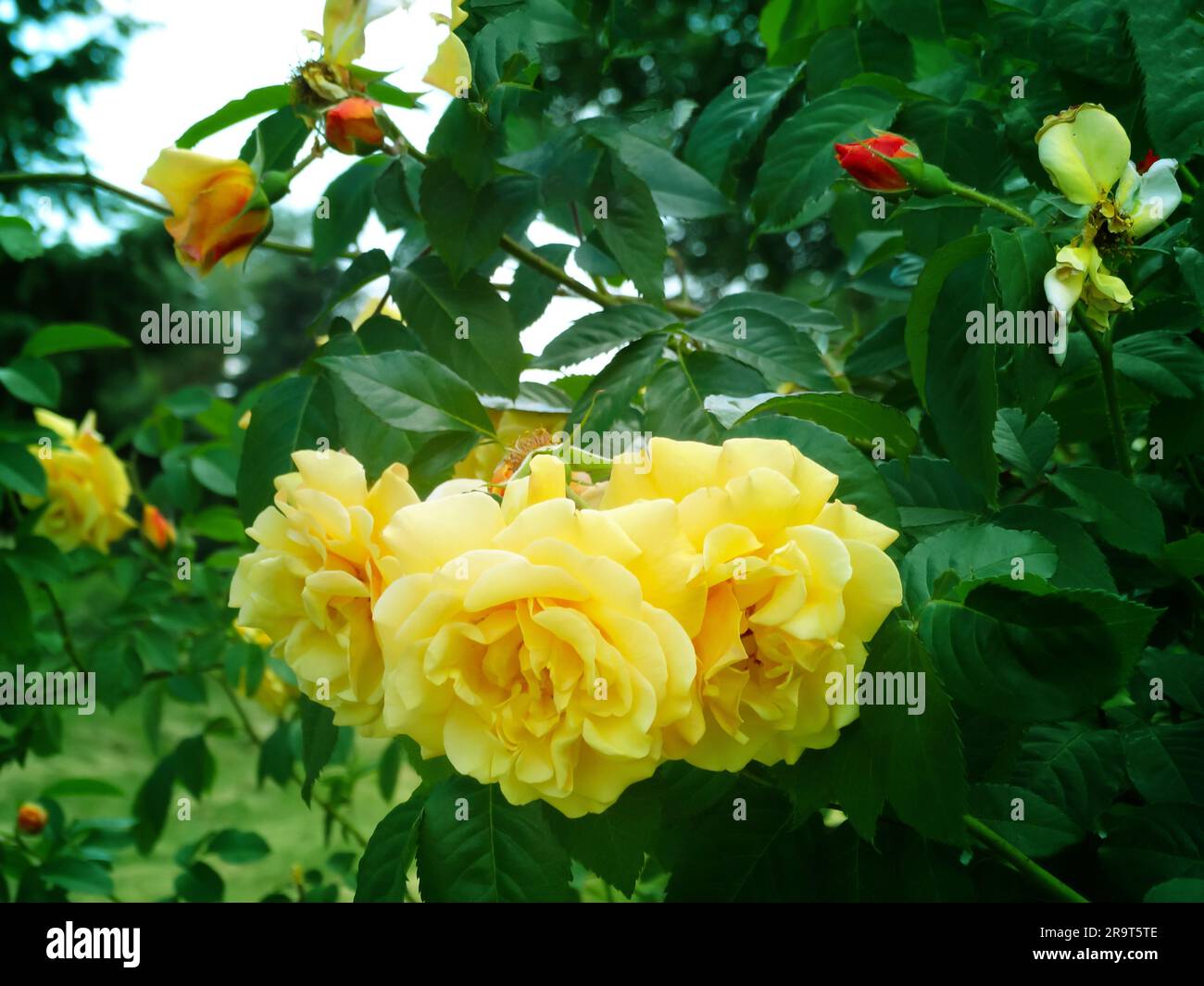 Open, incredibly beautiful yellow rose in the garden. Rose bush Stock ...
