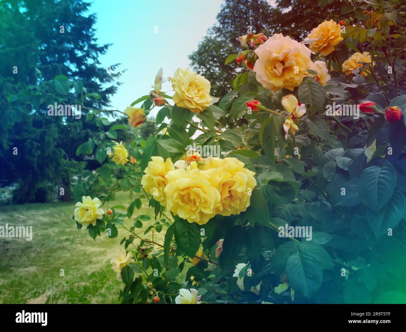 Open, incredibly beautiful yellow rose in the garden. Rose bush Stock ...