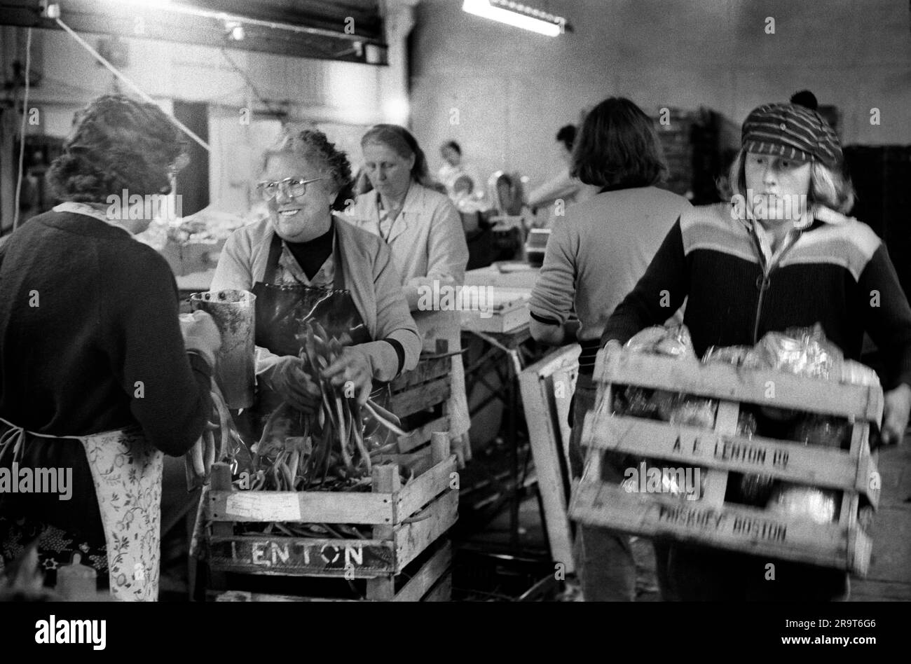 Casual seasonal farm work in packing and sorting facility. Local women ...