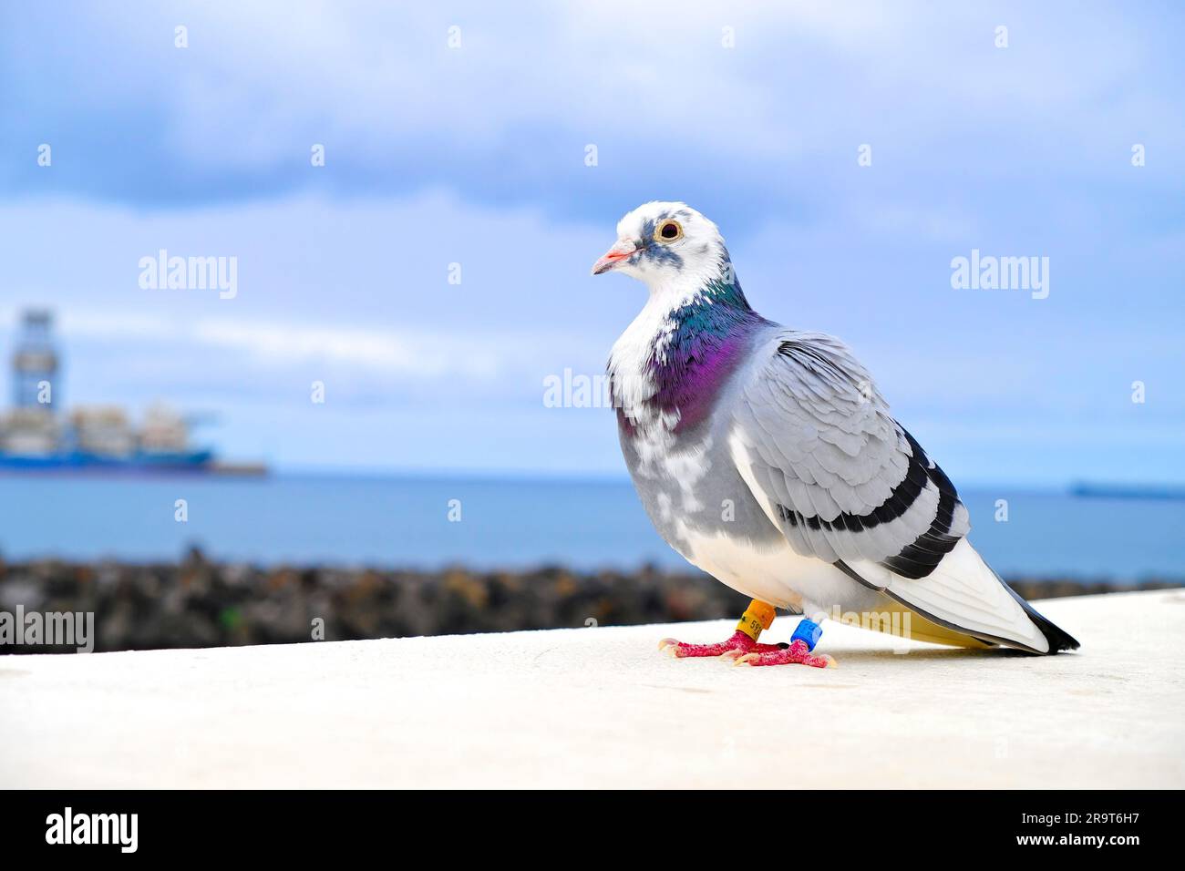Mail delivery, a homing pigeon (Columba livia domestica Stock Photo - Alamy