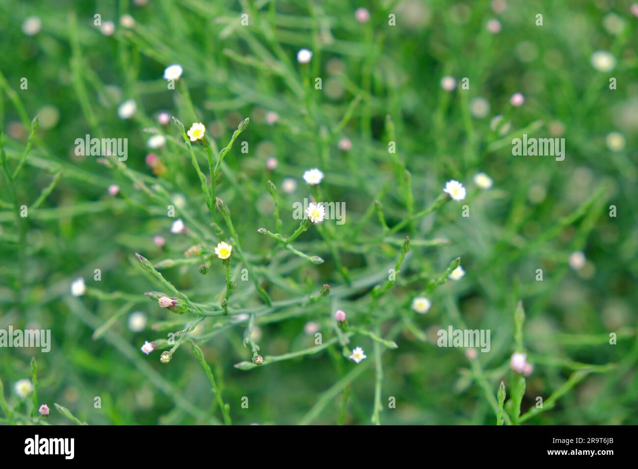 Fragile green plant with tiny white and yellow flowers, summer in the ...