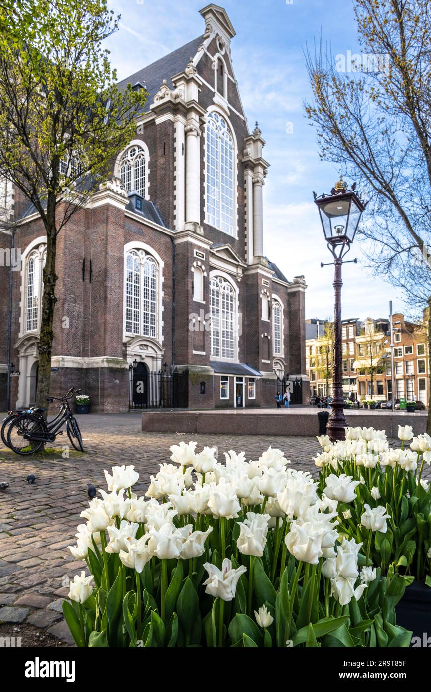 white tulips in bloom in front of the Westerkerk Church in Amsterdam ...