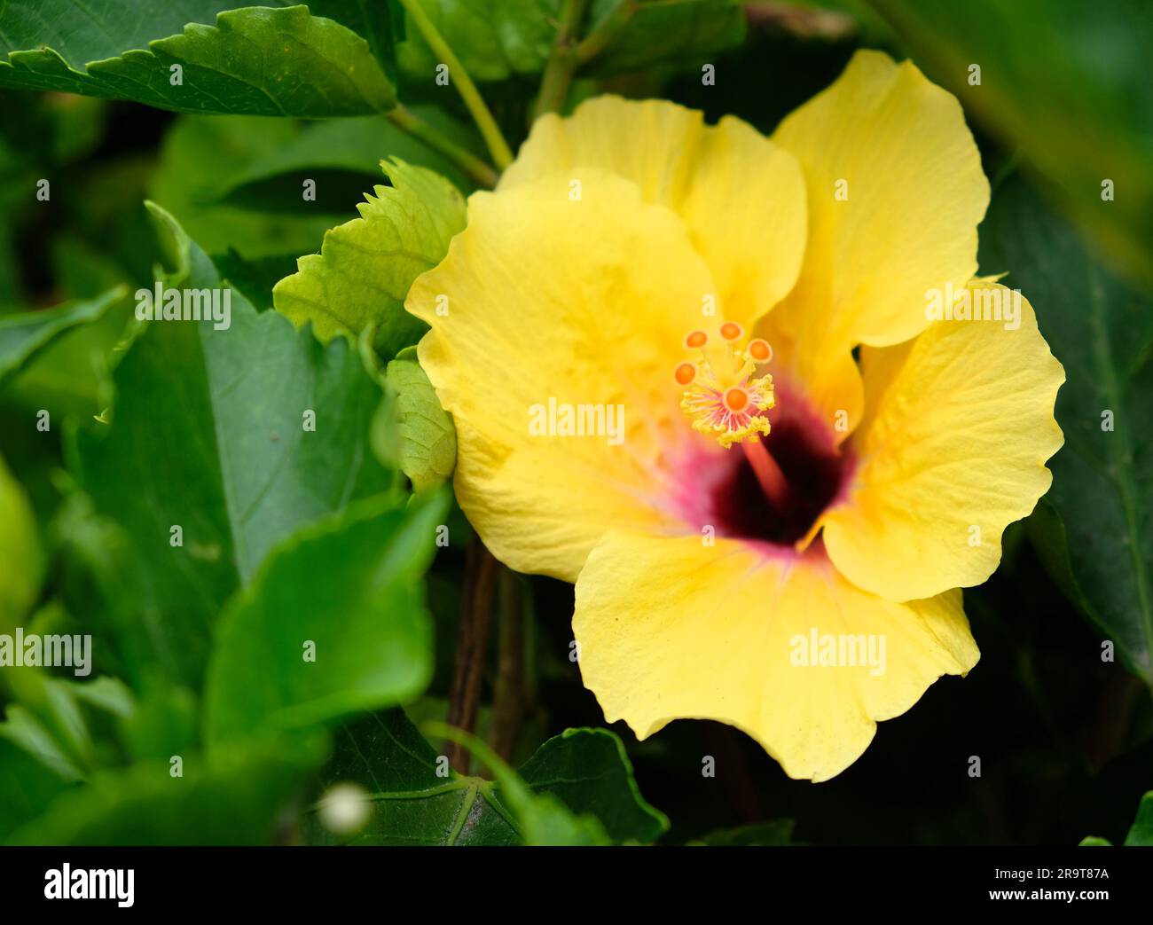 Bold vibrant yellow hibiscus, large tropical flower, nature of Pacific ...