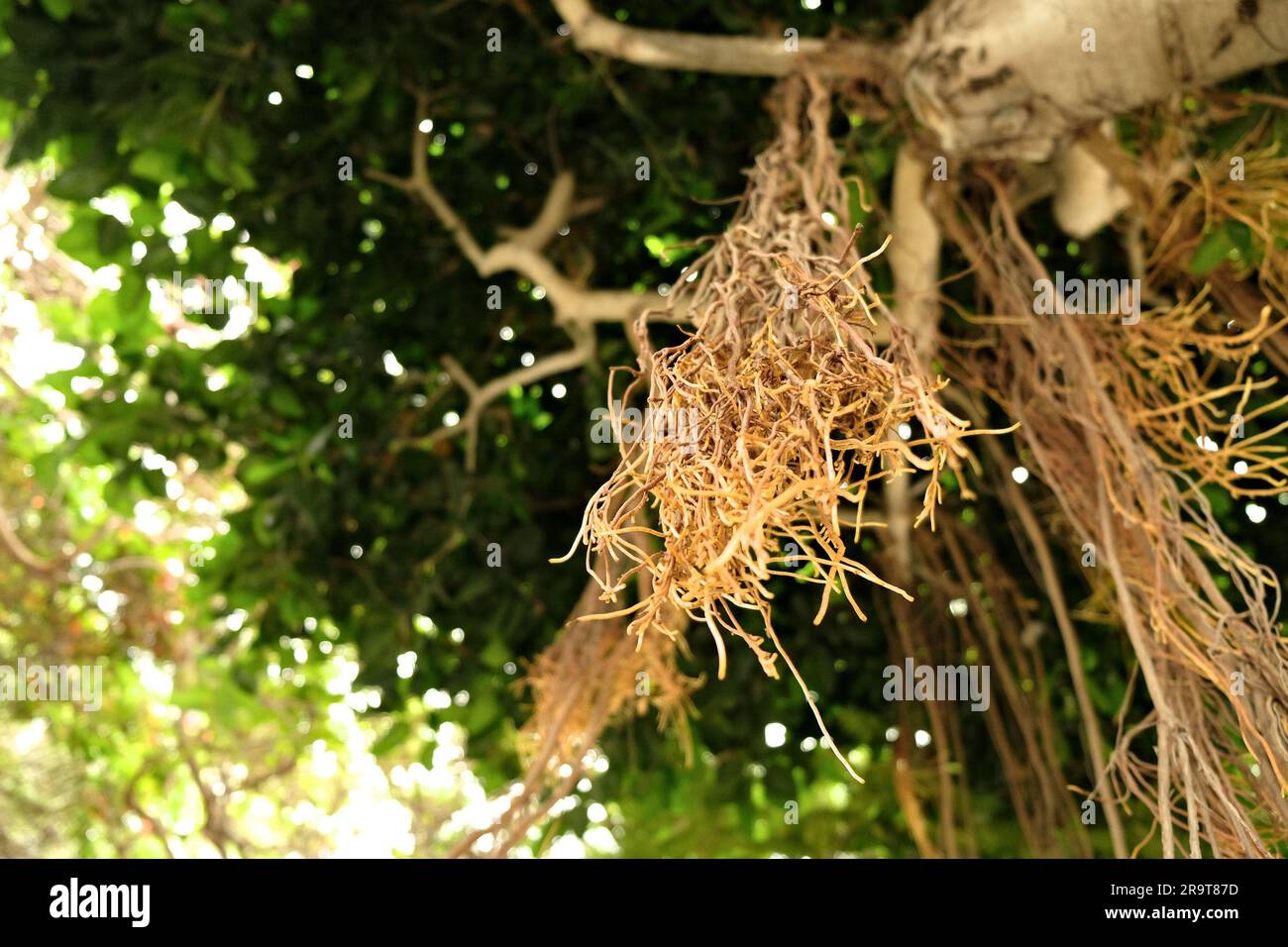 Aerial roots of banyan / ficus tree Stock Photo - Alamy