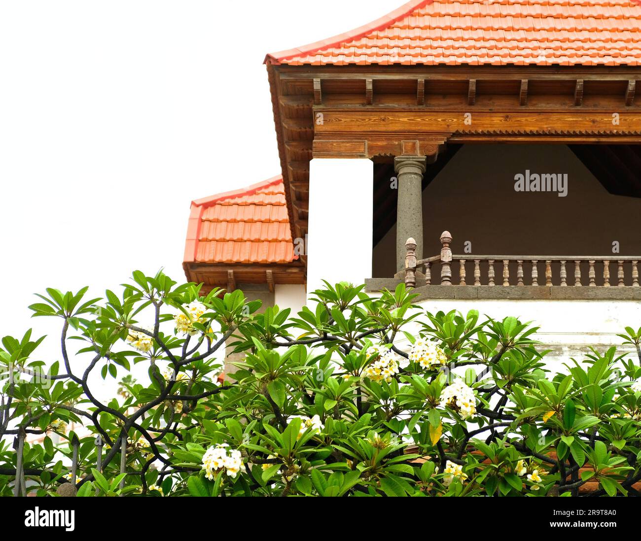 Flowering frangipani / plumeria tree in from of an old elegant ...