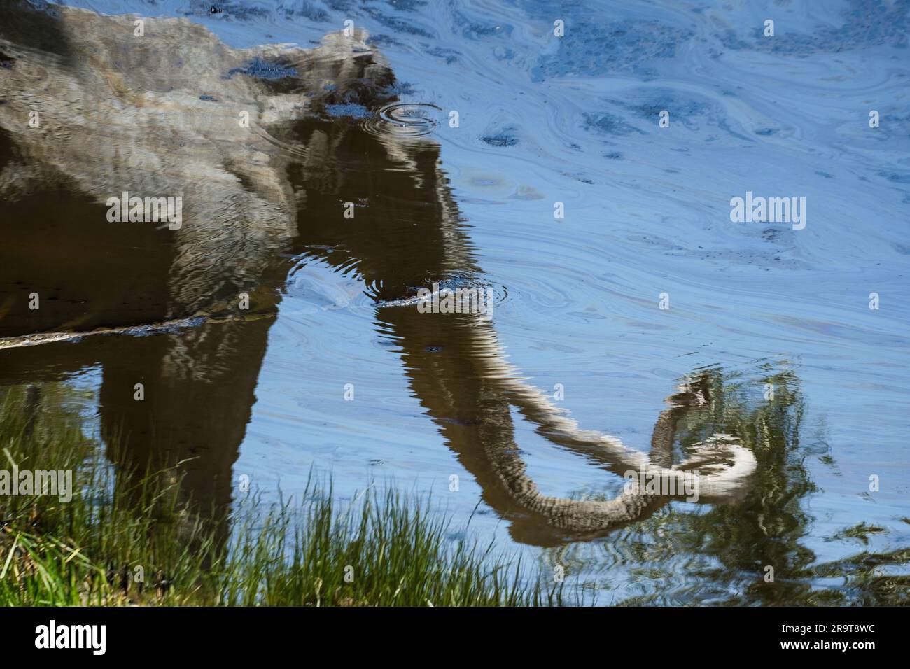 Statue facsimile of a mammoth stands outside the La Brea Tar Pits ...