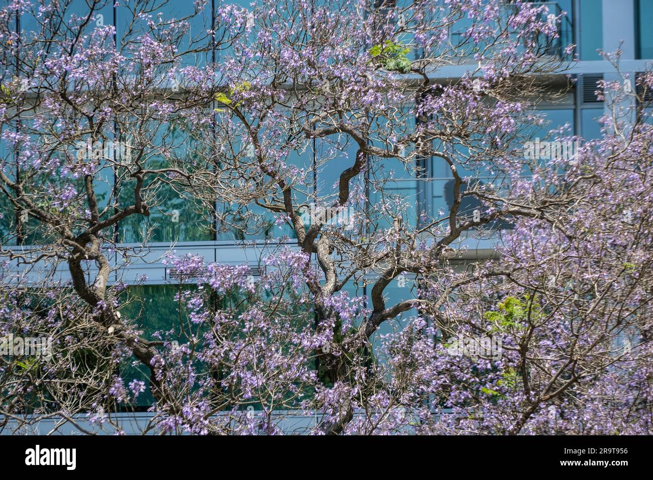 Blooming Jacaranda tree, Los Angeles, California, USA Stock Photo - Alamy