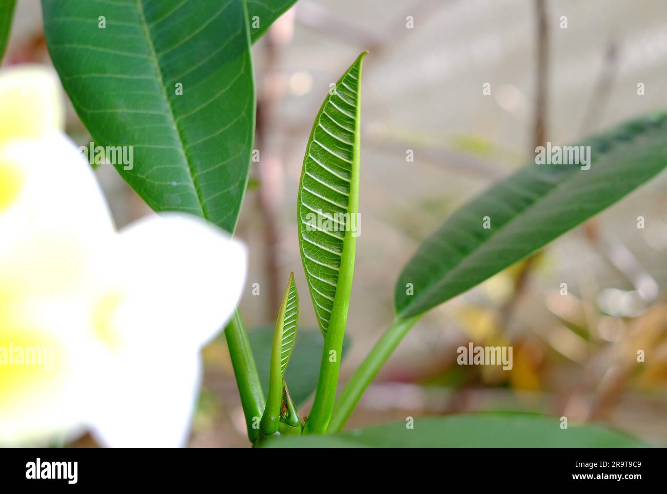 Frangipani tree small leaf detail, flowers and leaves of Plumeria in ...