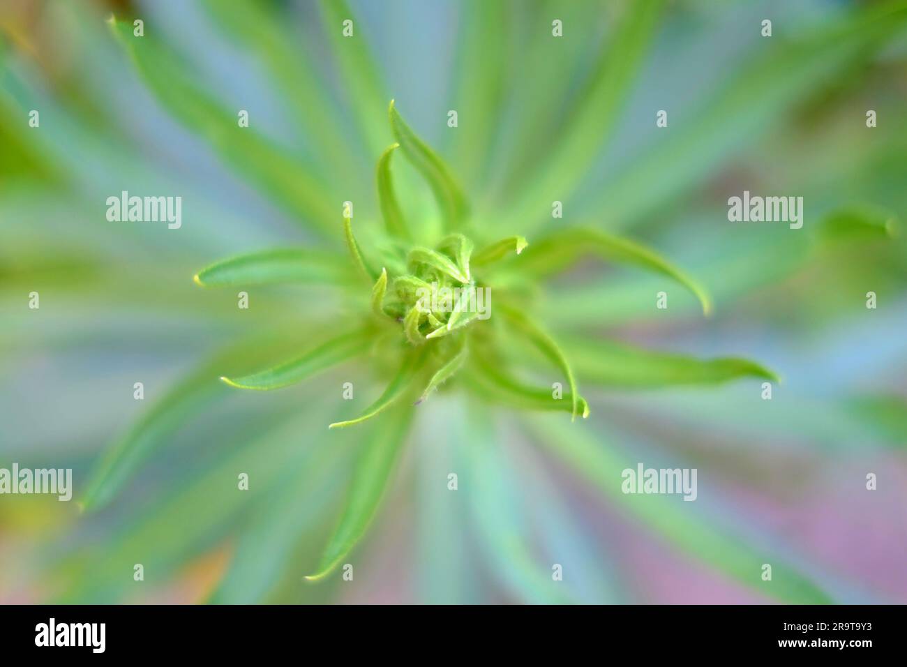 Radial fresh spring leaves, symmetry in nature Stock Photo - Alamy