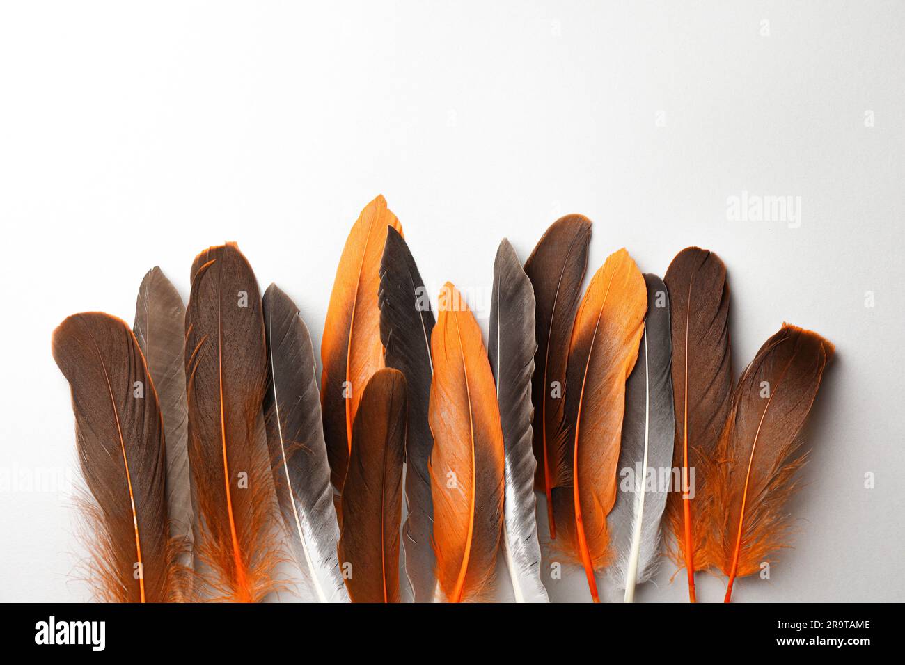 Different feathering hi-res stock photography and images - Alamy