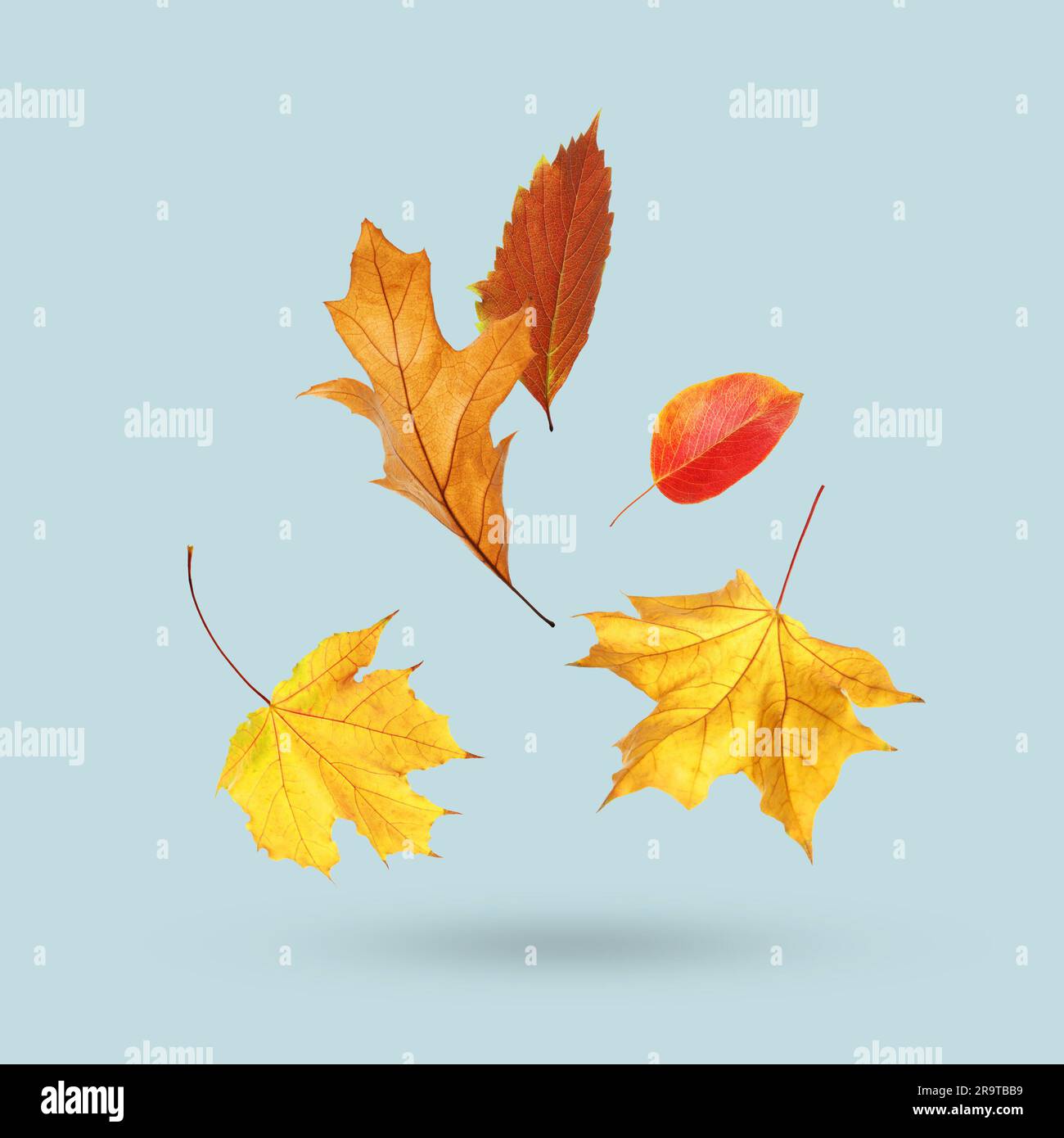 Different autumn leaves falling on pale light blue background Stock ...
