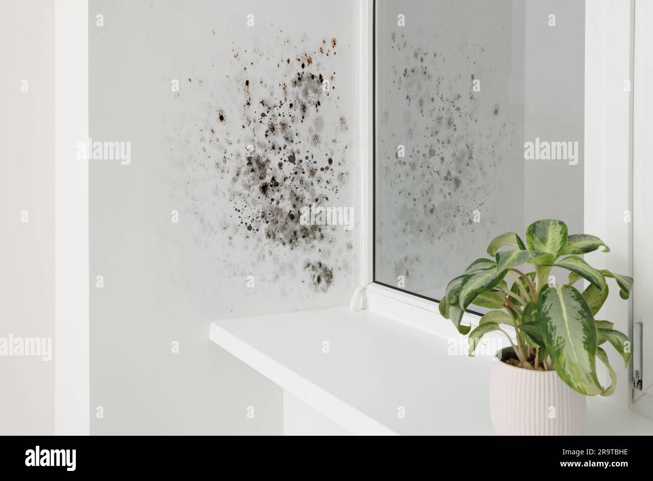 Wall affected black mold hi-res stock photography and images - Alamy