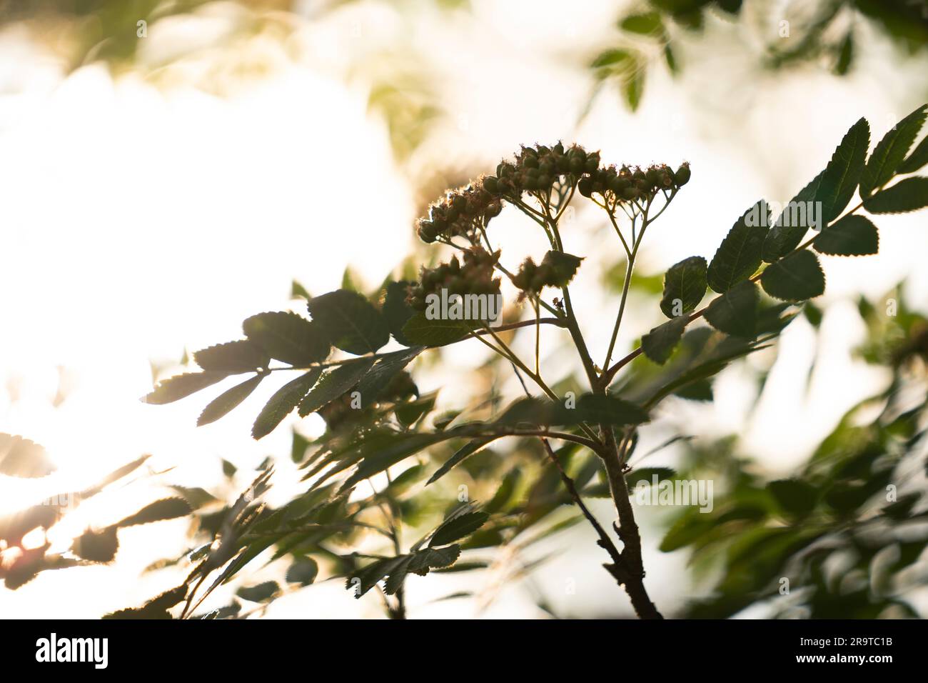 Mountain ash tree leaves and branches at sunset Stock Photo - Alamy