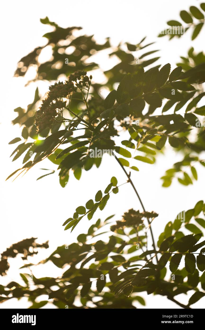 Mountain ash tree leaves and branches at sunset Stock Photo - Alamy