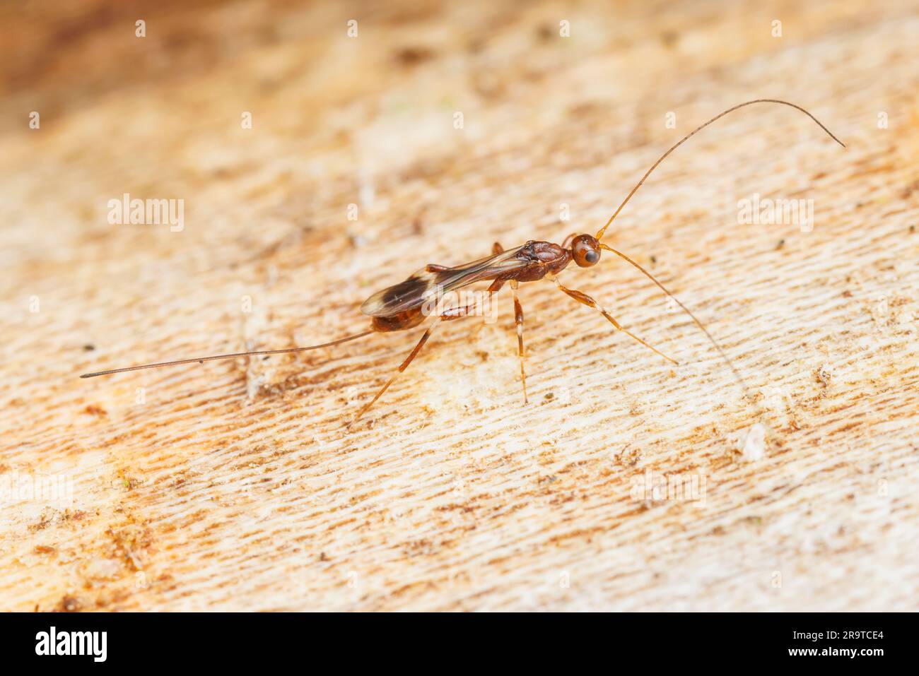 Braconid Wasp (Spathius sp.) - Female Stock Photo - Alamy
