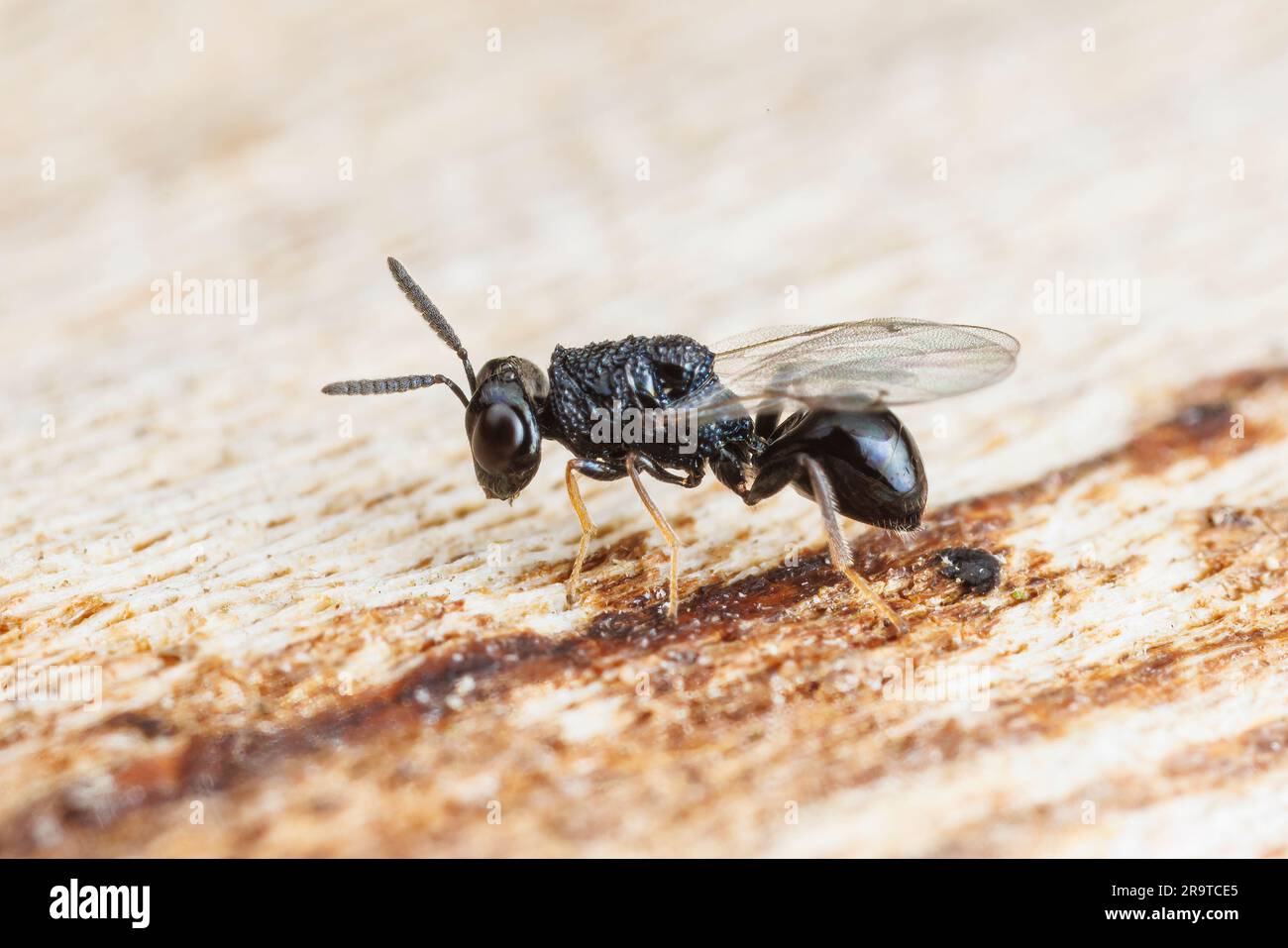 Perilampid wasps hi-res stock photography and images - Alamy