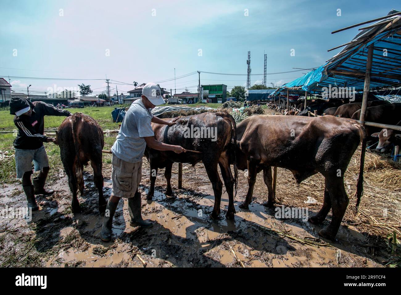Workers bathe a cow on June 26, 2023, for the prevention of Skin Lumps ...