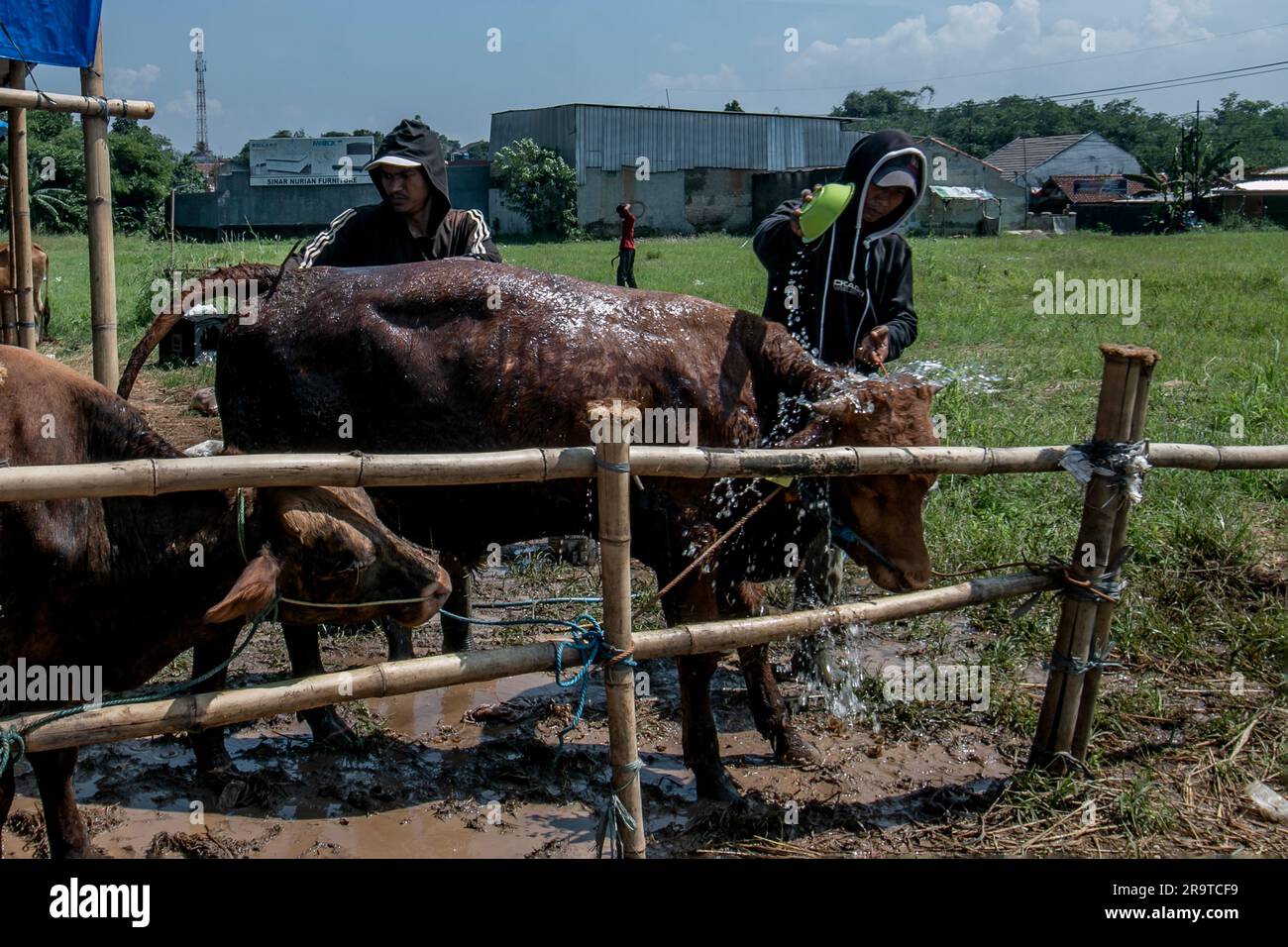 Workers bathe a cow on June 26, 2023, for the prevention of Skin Lumps ...
