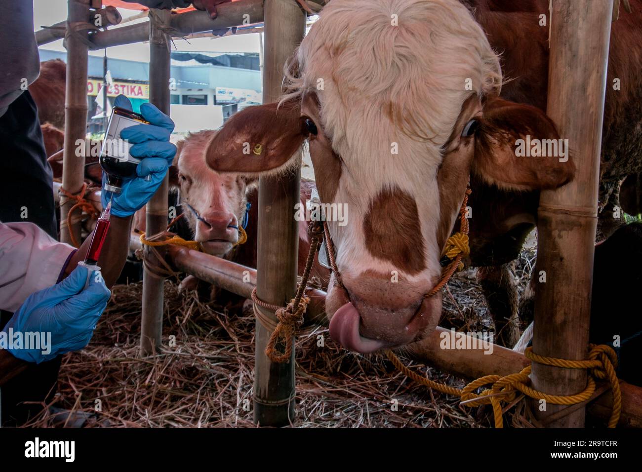 A veterinarian injects vaccine to cows for the prevention of Skin Lumps ...