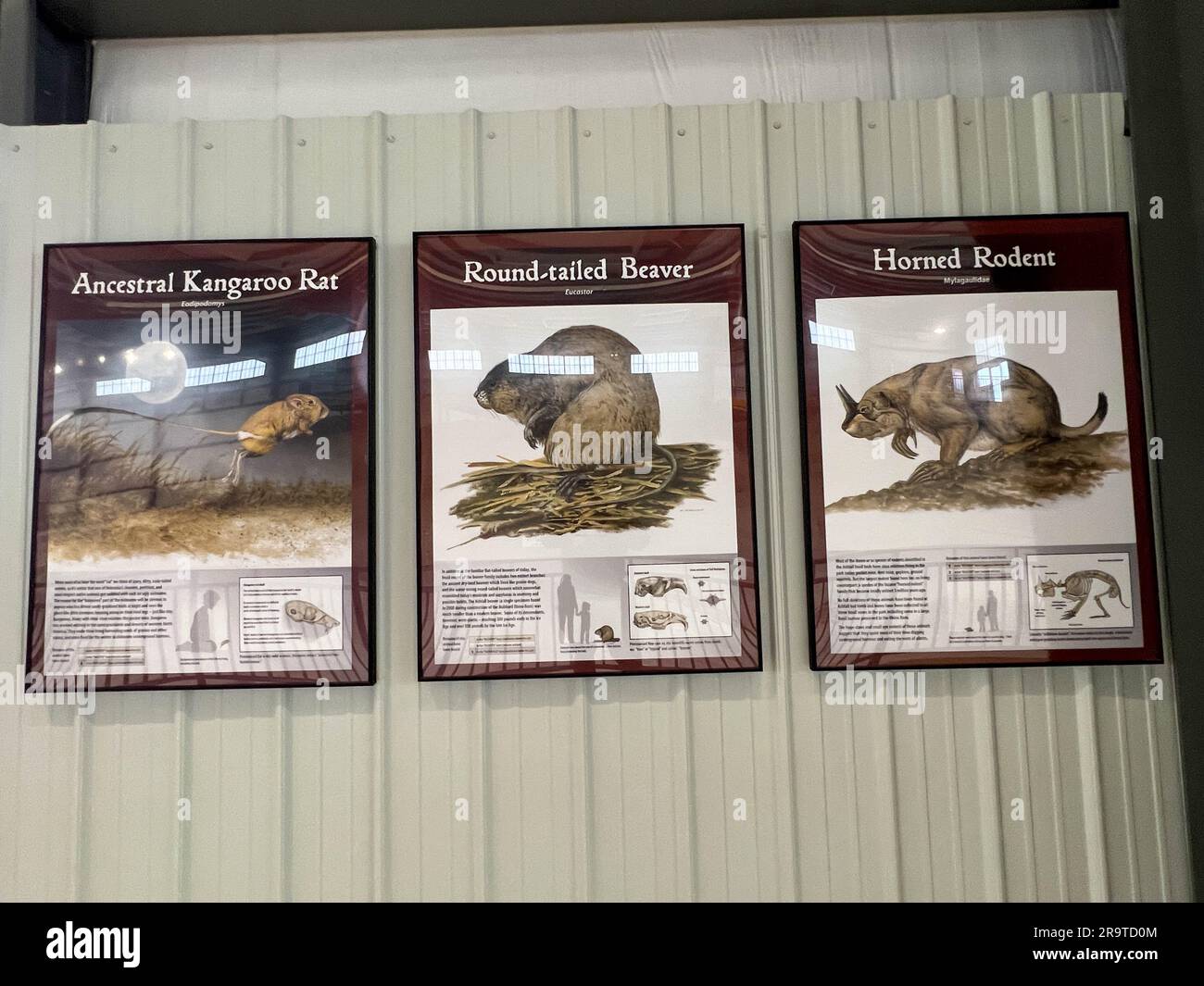 Royal, NE USA - May 13, 2023: Photos of Rodent, Beaver and rat tpe of ...