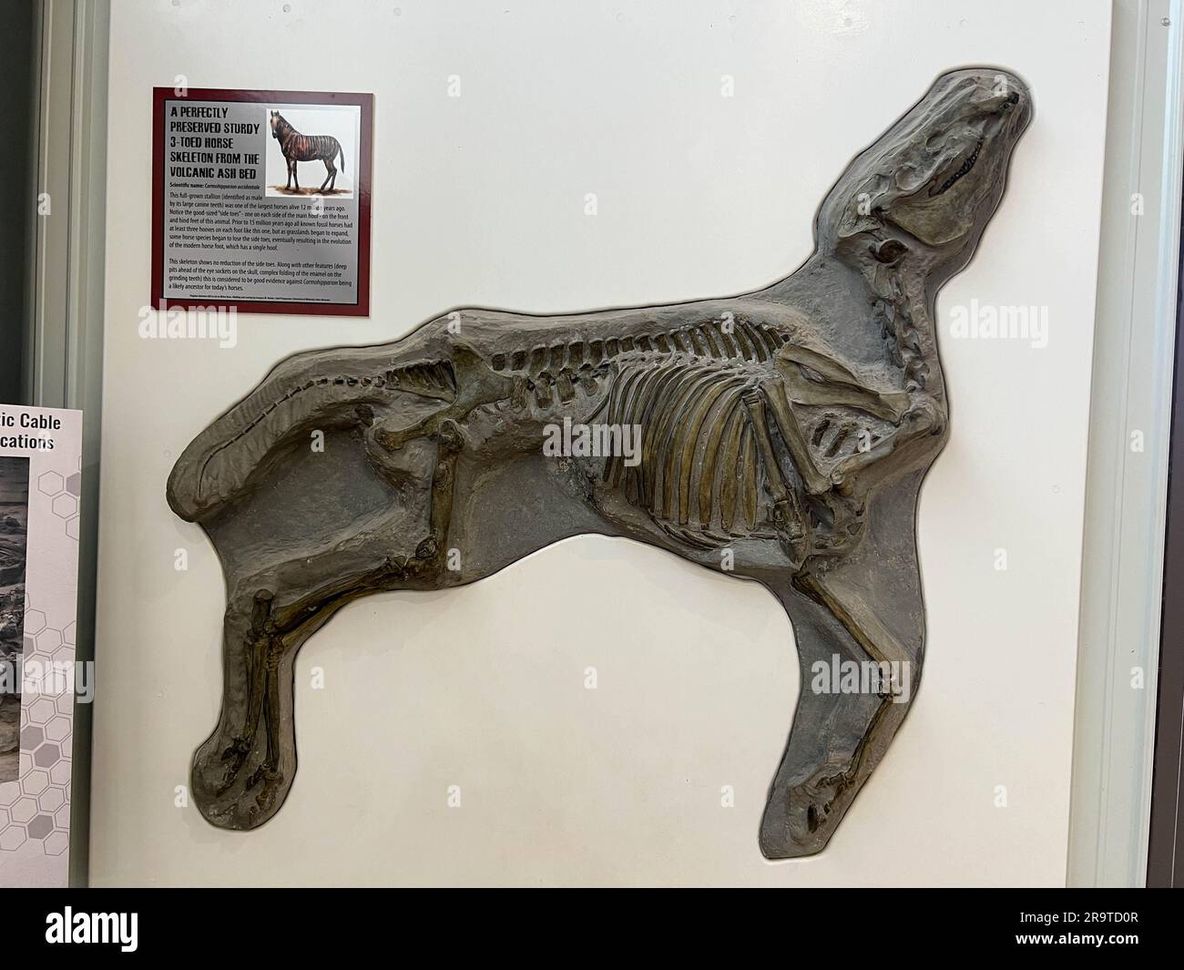 Royal, NE USA - May 13, 2023: Horse fossil in the Rhino Barn Ashfall ...