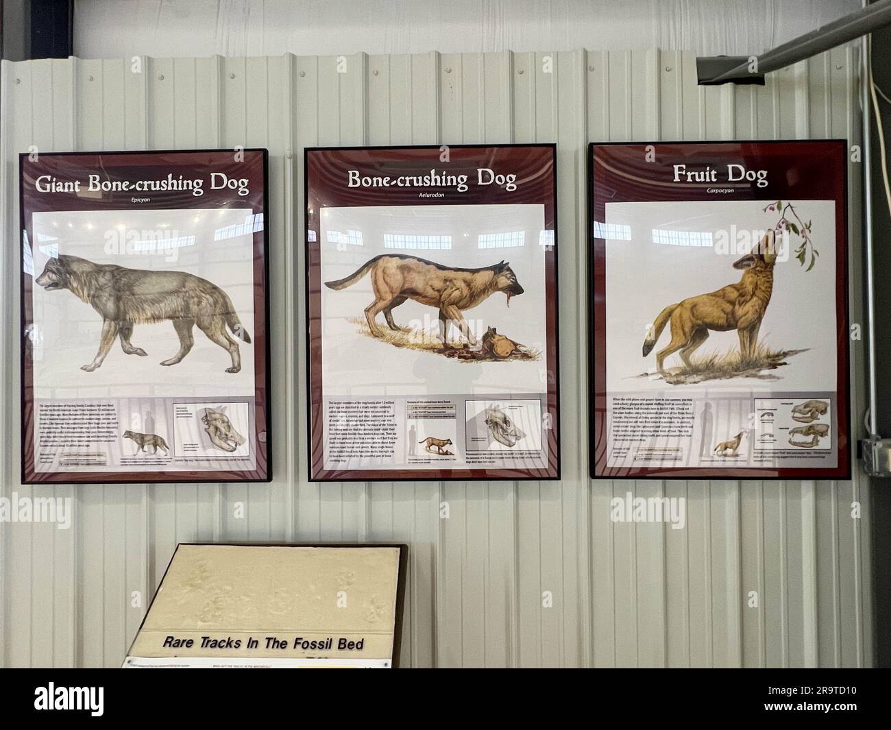 Royal, NE USA - May 13, 2023: Photos of dog type of animal at the ...