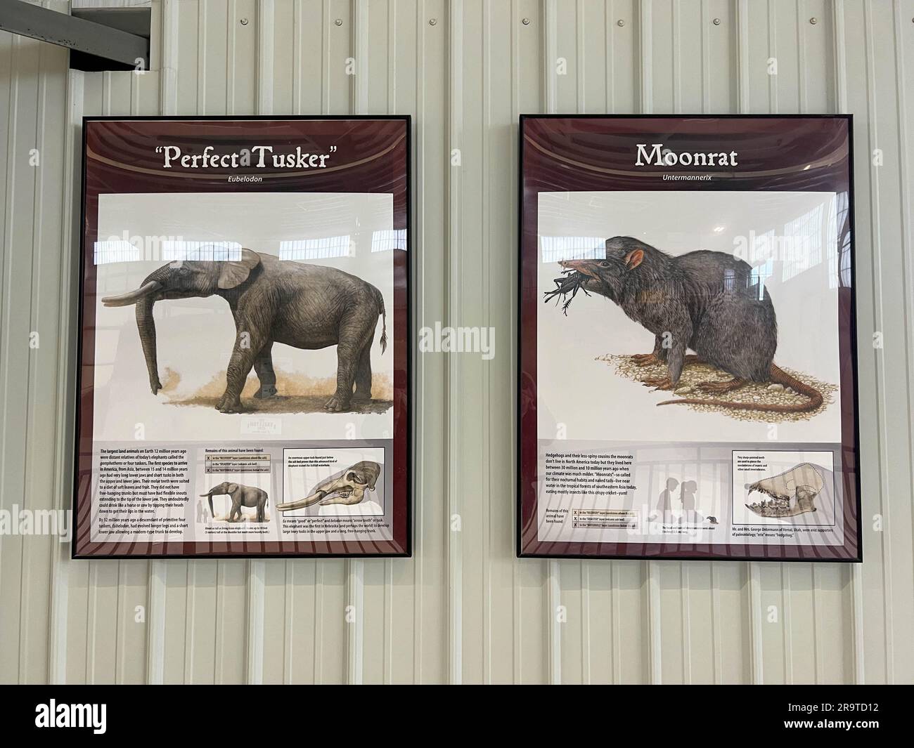 Royal, NE USA - May 13, 2023: Photos of a elephant and rat tpe of ...