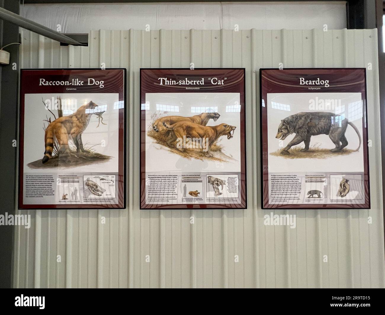 Royal, NE USA - May 13, 2023: Photos of Dog,Cat, and Beardog type of ...