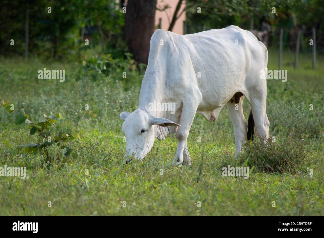 Nellore cow eating green grass in the countryside of the State of São ...