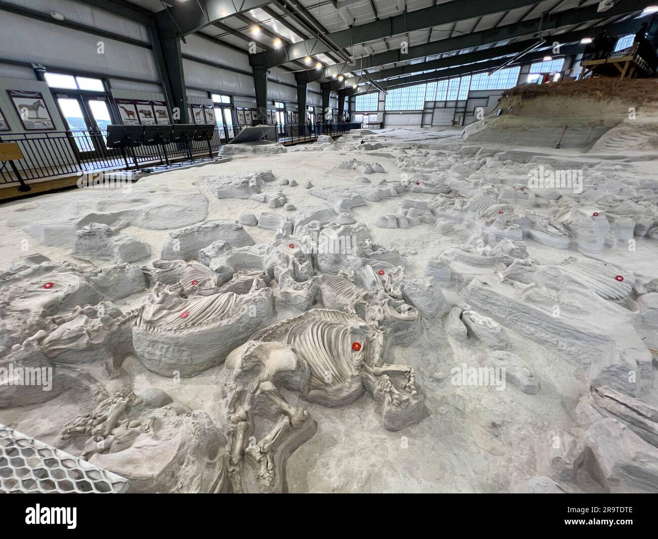 Royal, NE USA - May 13, 2023: Fossils in the Rhino Barn Ashfall Fossil ...