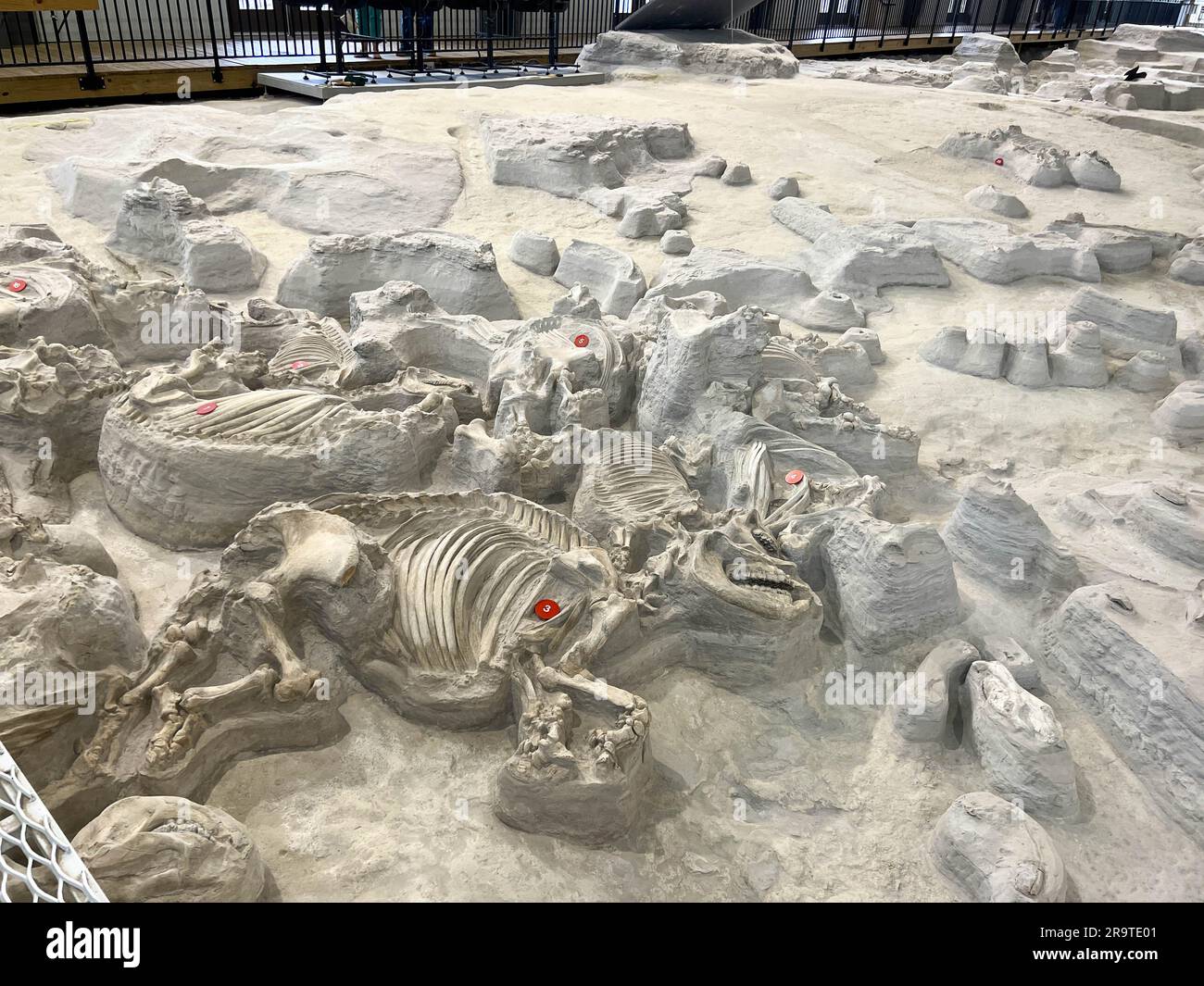 Royal, NE USA - May 13, 2023: Fossils in the Rhino Barn Ashfall Fossil ...