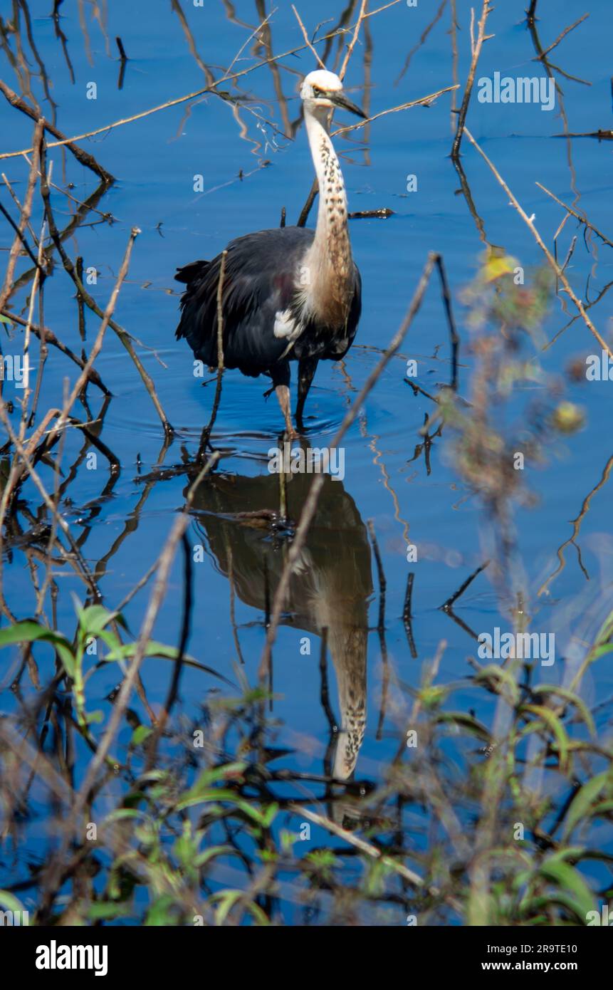 White-necked Heron, Ardea pacifica, Pacific heron, Hasties Swamp ...